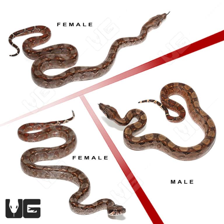 Boas For Sale - Underground Reptiles
