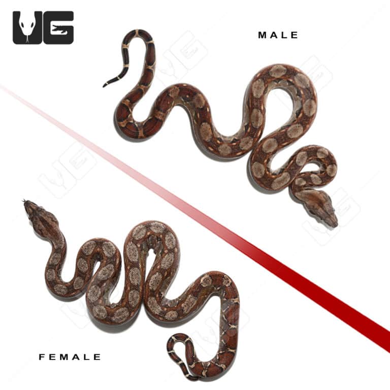 Baby Central American Boa For Sale - Underground Reptiles