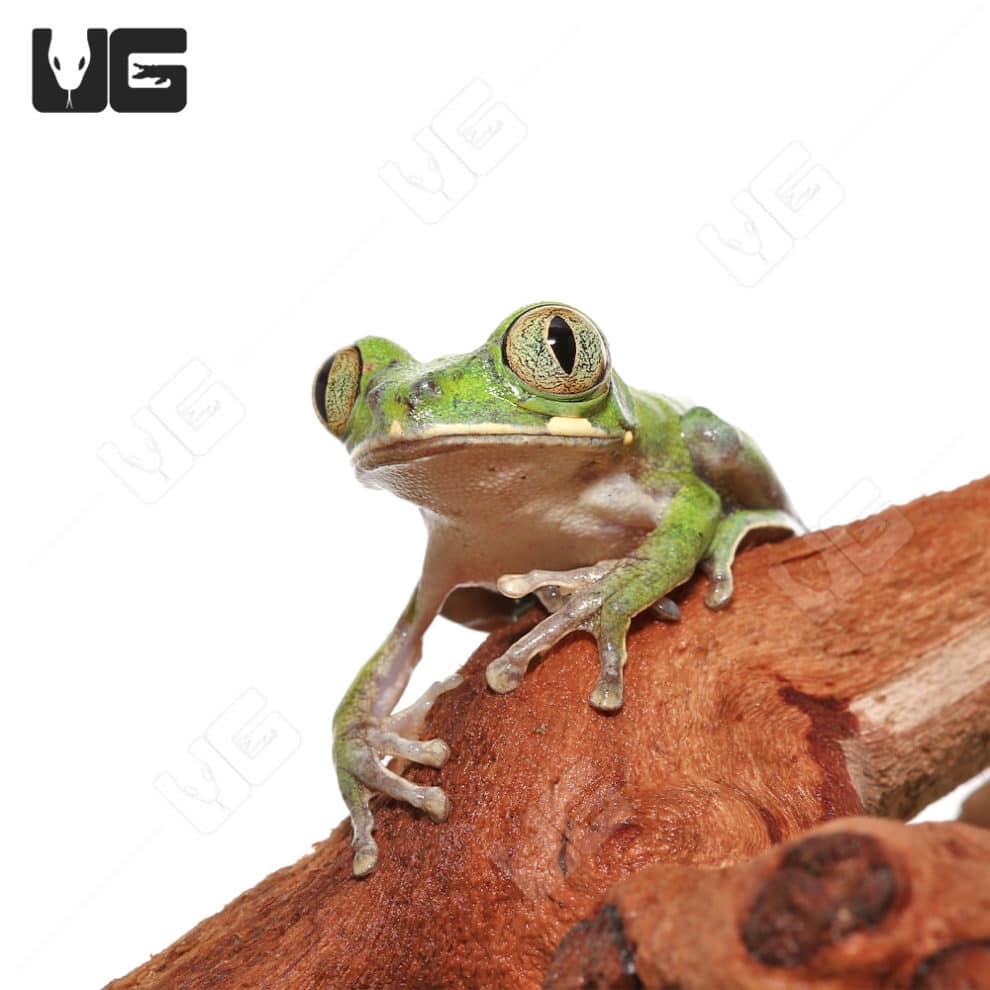 Big Eye Tree Frogs For Sale - Underground Reptiles
