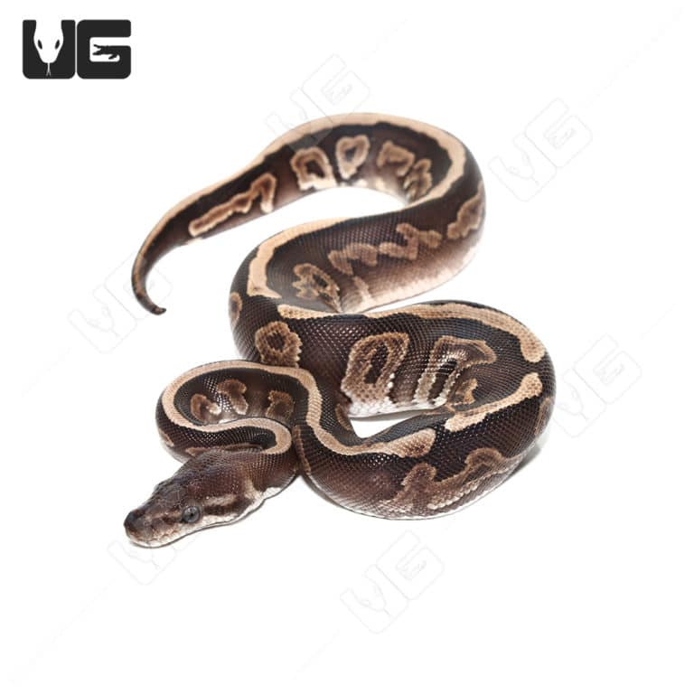 Baby Ball Pythons For Sale - Underground Reptiles