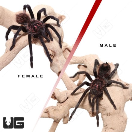 Colombian Blue Bloom Bird Eater Tarantula for sale - Underground Reptiles