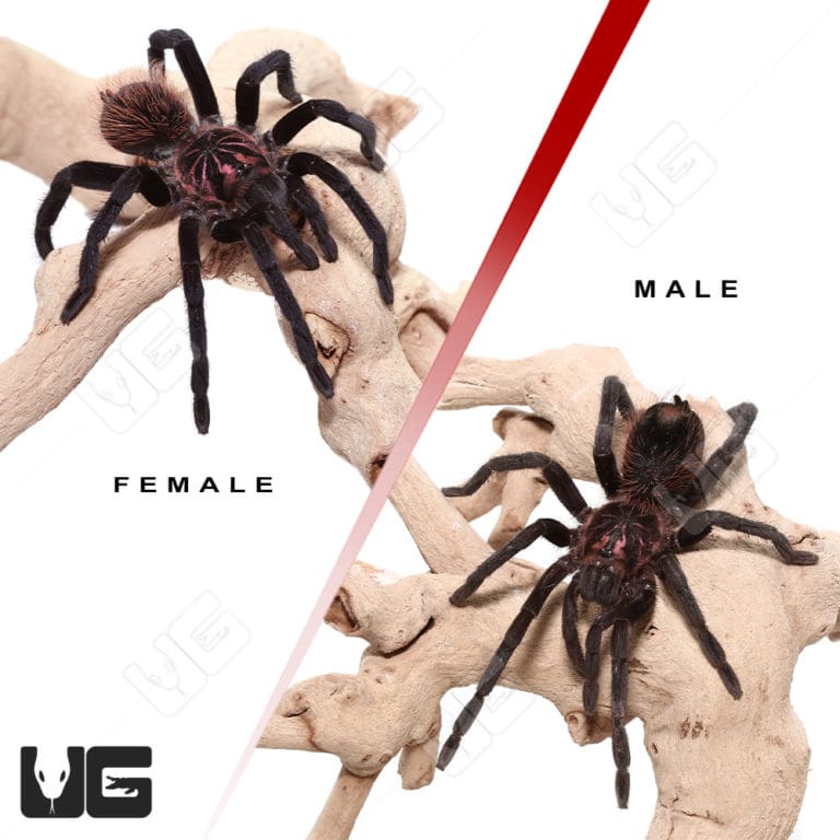 Colombian Blue Bloom Bird Eater Tarantula for sale - Underground Reptiles