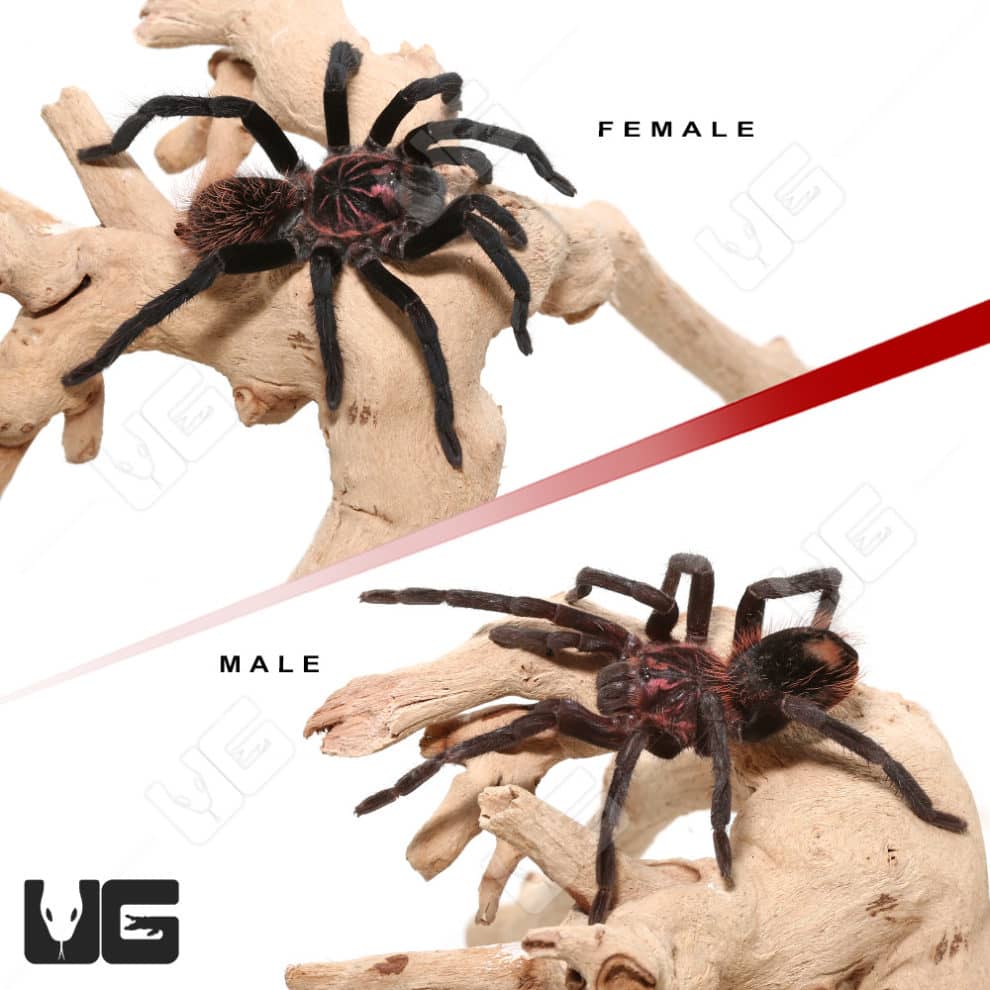 Colombian Blue Bloom Bird Eater Tarantula for sale - Underground Reptiles