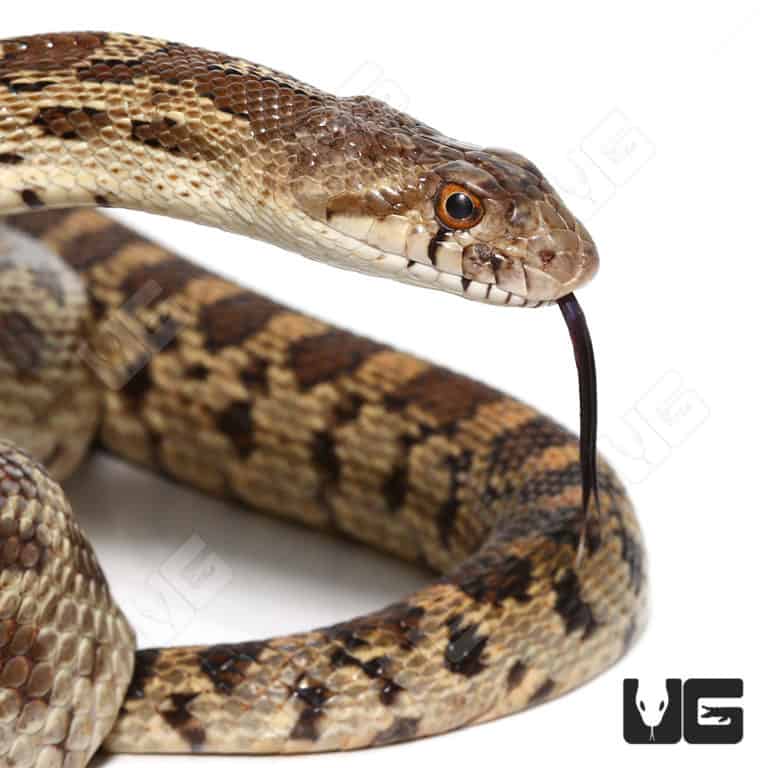 Garter, Gophers, Bull & Pine Snakes For Sale - Underground Reptiles