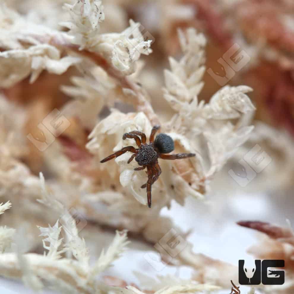 Greek Ladybird Spiders (Eresus walckenaeri) For Sale - Underground Reptiles