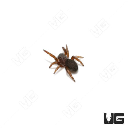 Greek Ladybird Spiders (Eresus walckenaeri) For Sale - Underground Reptiles
