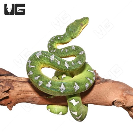 Emerald Tree Boas For Sale - Underground Reptiles