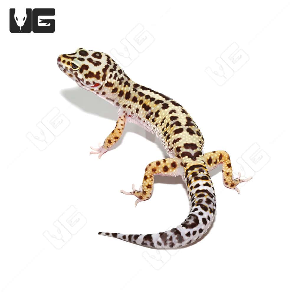 Adult Mack Snow Fire Bold Cross Het Tremper And Eclipse Leopard Geckos ...