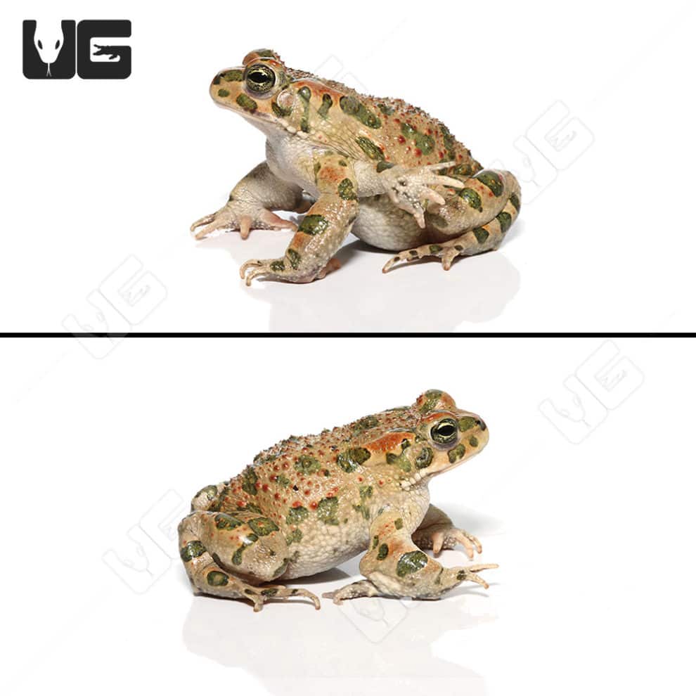 Marine Toads For Sale - Underground Reptiles