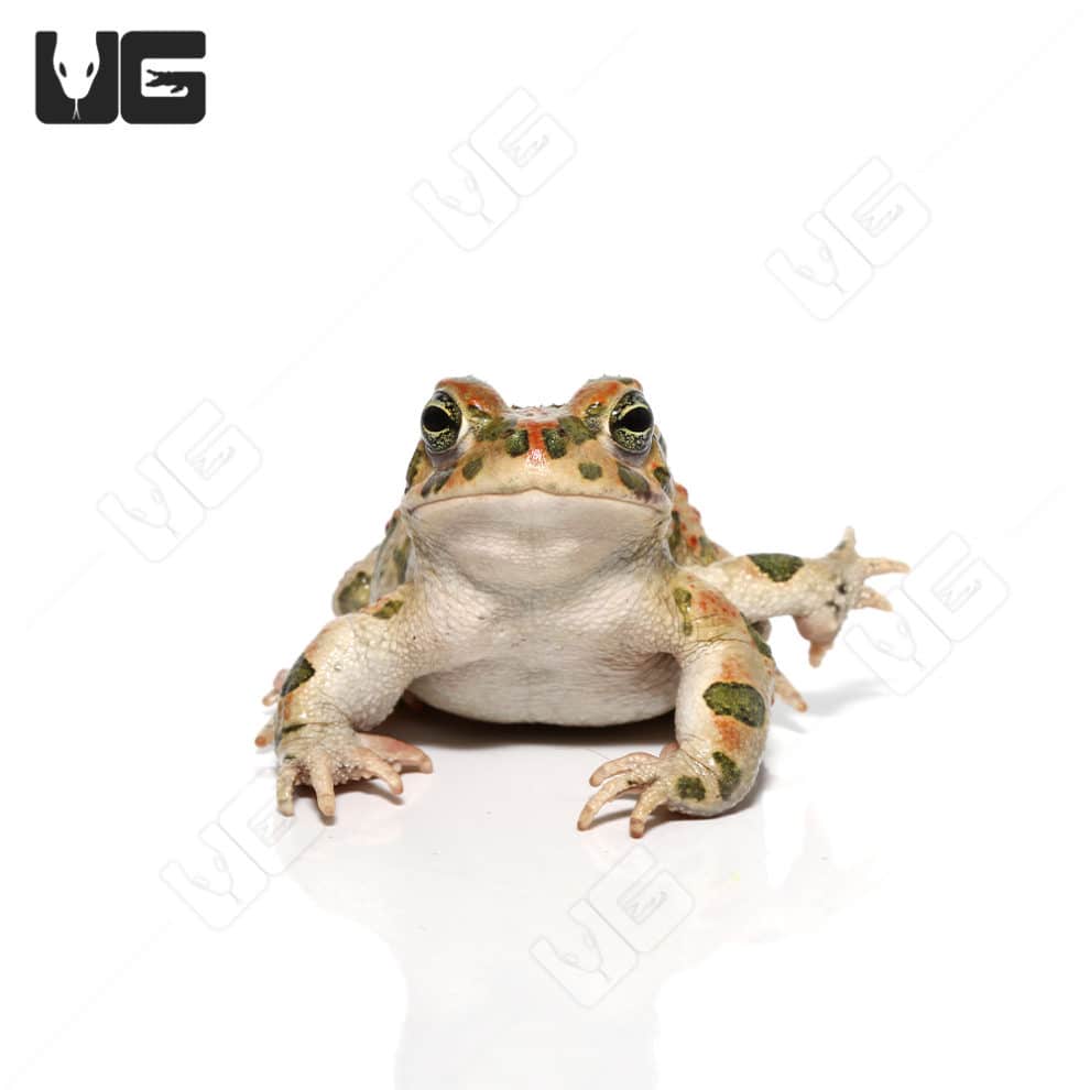 Marine Toads For Sale - Underground Reptiles