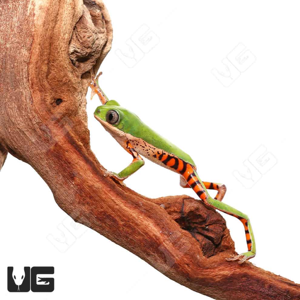 Tigerleg Monkey Tree Frogs For Sale - Underground Reptiles