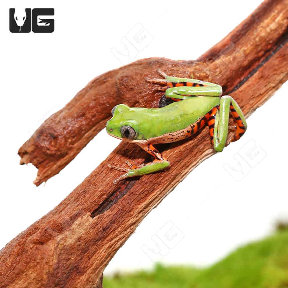 Tigerleg Monkey Tree Frogs For Sale - Underground Reptiles