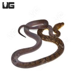 Baby Timor Python (Malayopython timoriensis) For Sale - Underground ...