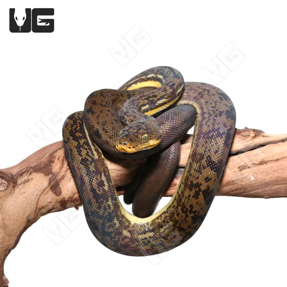 Pythons For Sale - Underground Reptiles