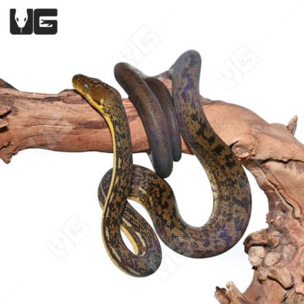 Baby Timor Python (Malayopython timoriensis) For Sale - Underground ...