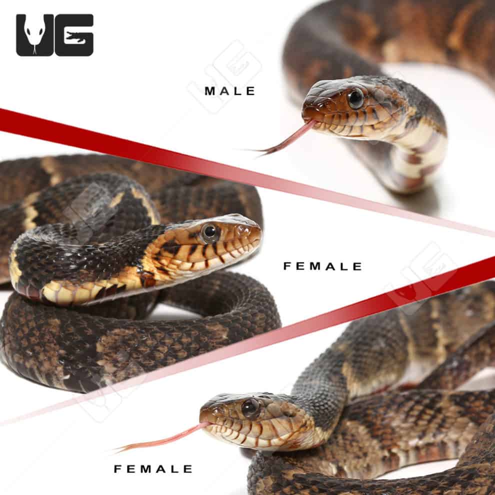 Broad Banded Water Snake For Sale - Underground Reptiles