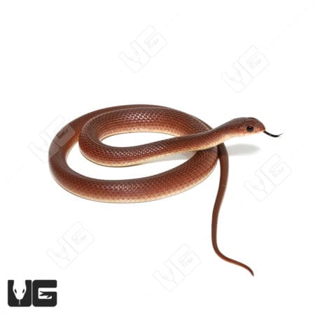 Red Beaked Snakes (Rhamphiophis oxyrhynchus) For Sale - Underground ...