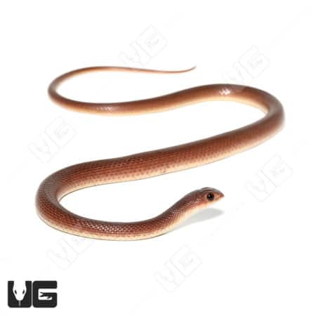 Red Beaked Snakes (Rhamphiophis oxyrhynchus) For Sale - Underground ...