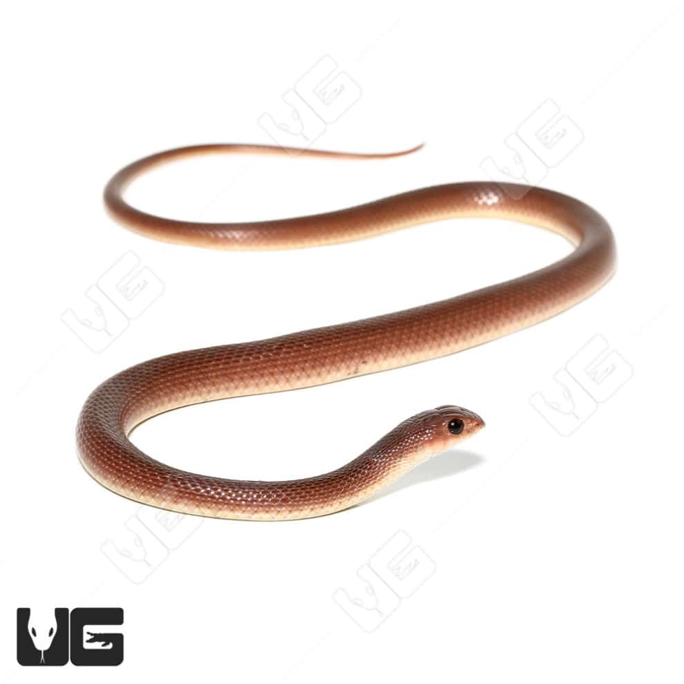 Red Beaked Snakes (Rhamphiophis oxyrhynchus) For Sale - Underground ...
