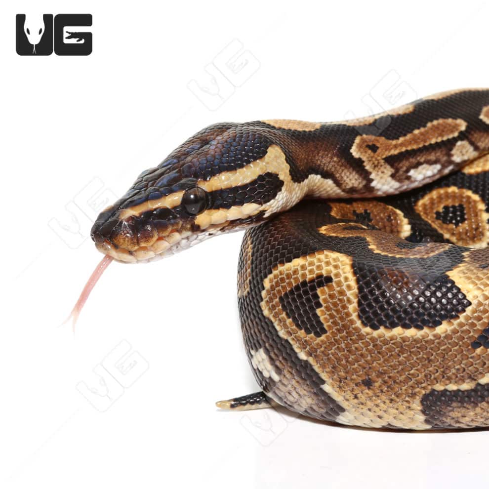 2018 Lavender Albino Spider Ball Python For Sale - Underground Reptiles