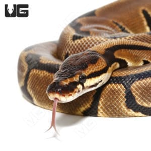 Ball Pythons For Sale - Underground Reptiles