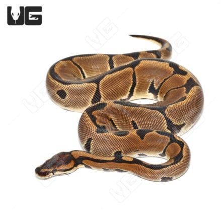 Ball Pythons For Sale - Underground Reptiles