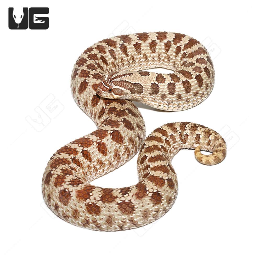 Adult Female Het Ghost "Mondo" Line Western Hognose Snakes (Heterodon ...