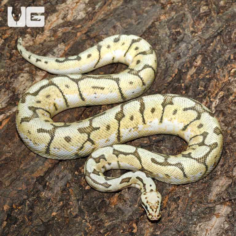 Baby Ball Pythons For Sale - Underground Reptiles