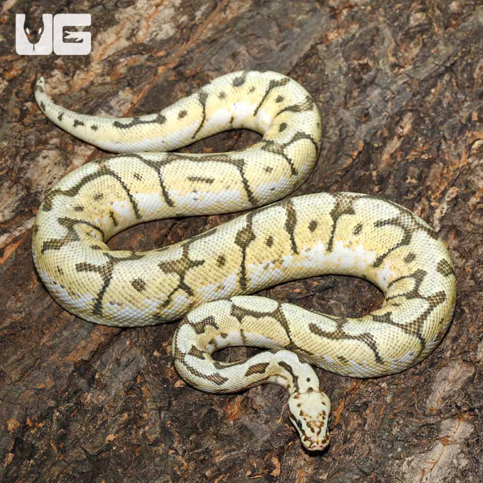 Baby Ball Pythons For Sale - Underground Reptiles