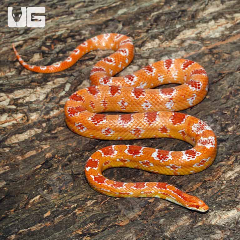 Adult Male Amel Reverse Okeetee Cornsnake (Pantherophis guttatus) For ...
