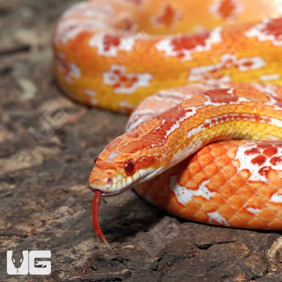 Adult Male Amel Reverse Okeetee Cornsnake (Pantherophis guttatus) For ...