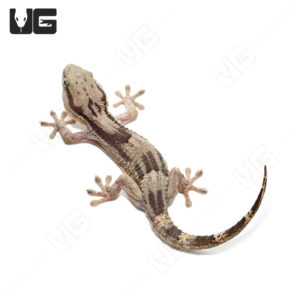 African Wall Gecko (Tarentola ephippiata) For Sale - Underground Reptiles