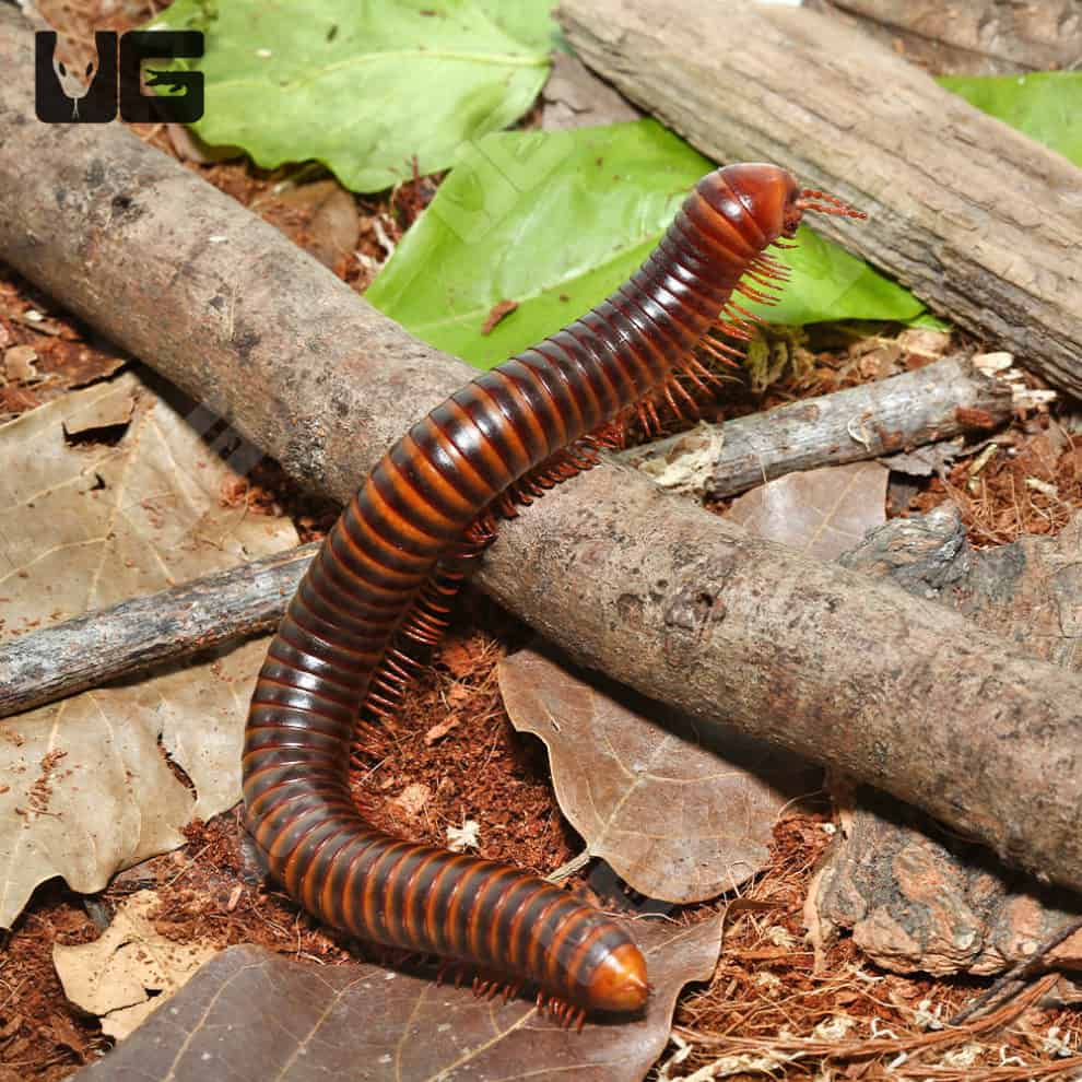 Centipedes, Millipedes and More For Sale - Underground Reptiles