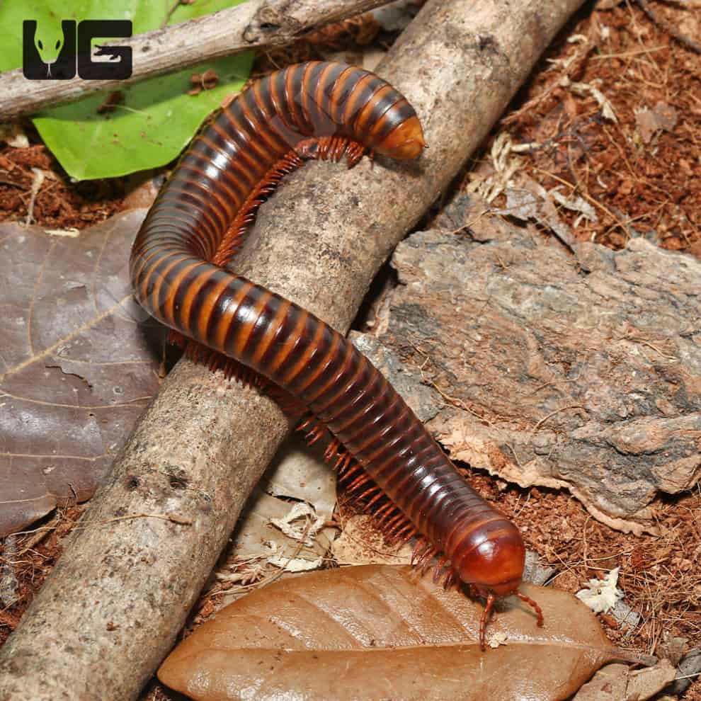 Amber Banded Millipede (Pelmatojulus ligulatus) For Sale - Underground ...
