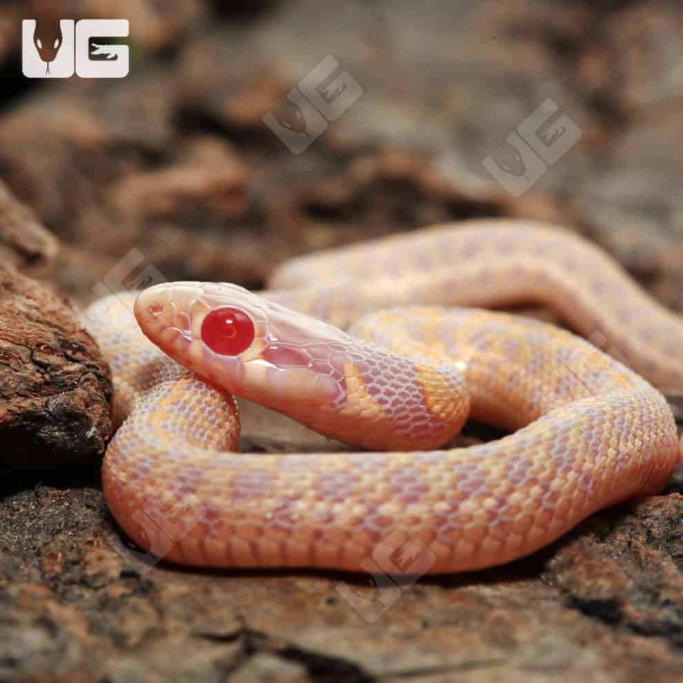 Baby Checkered Garter Snakes For Sale - Underground Reptiles