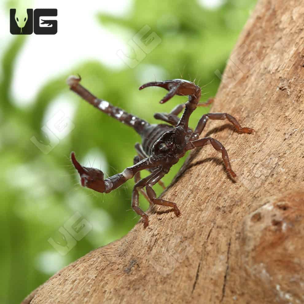 Asian Forest Scorpions For Sale - Underground Reptiles