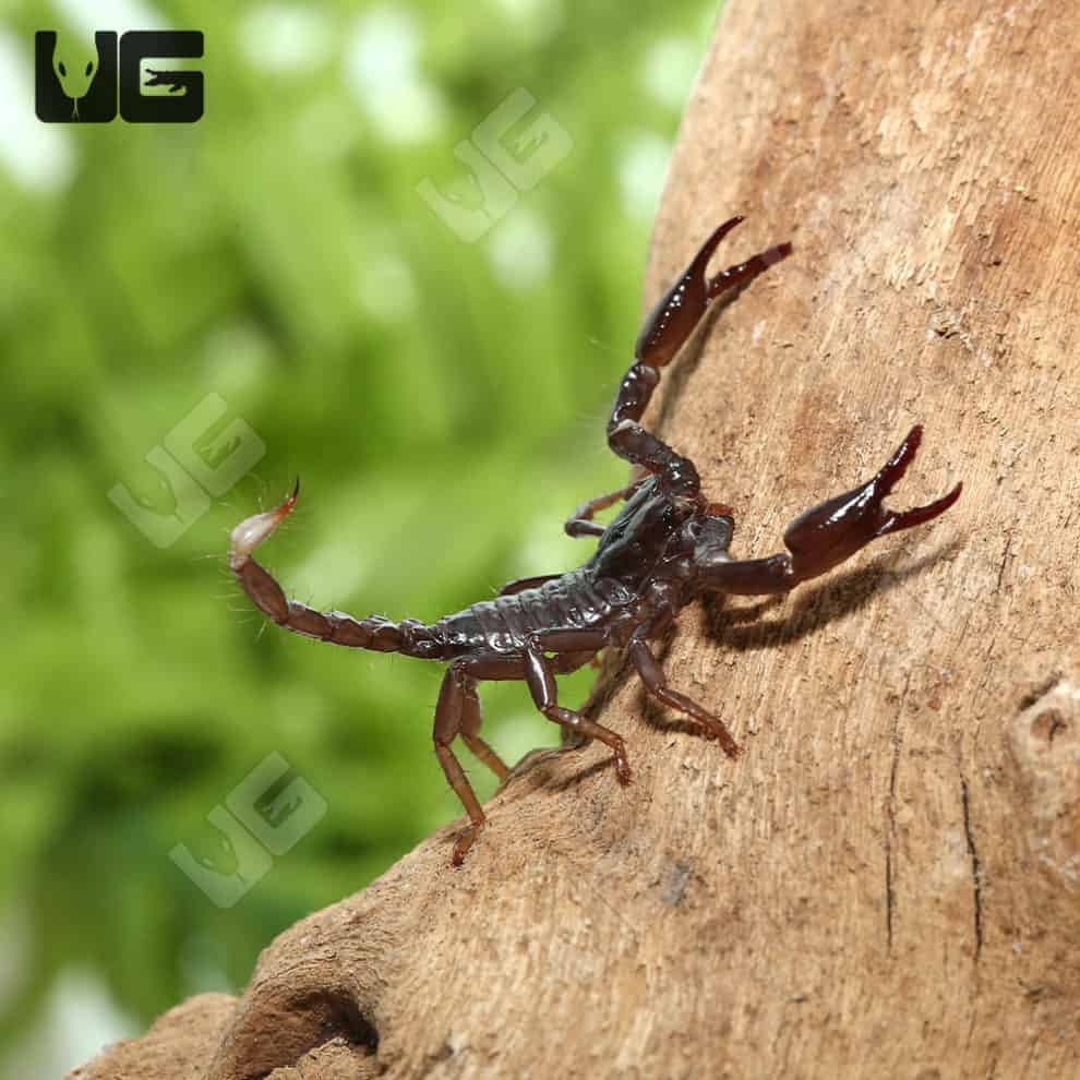 Asian Forest Scorpions For Sale - Underground Reptiles