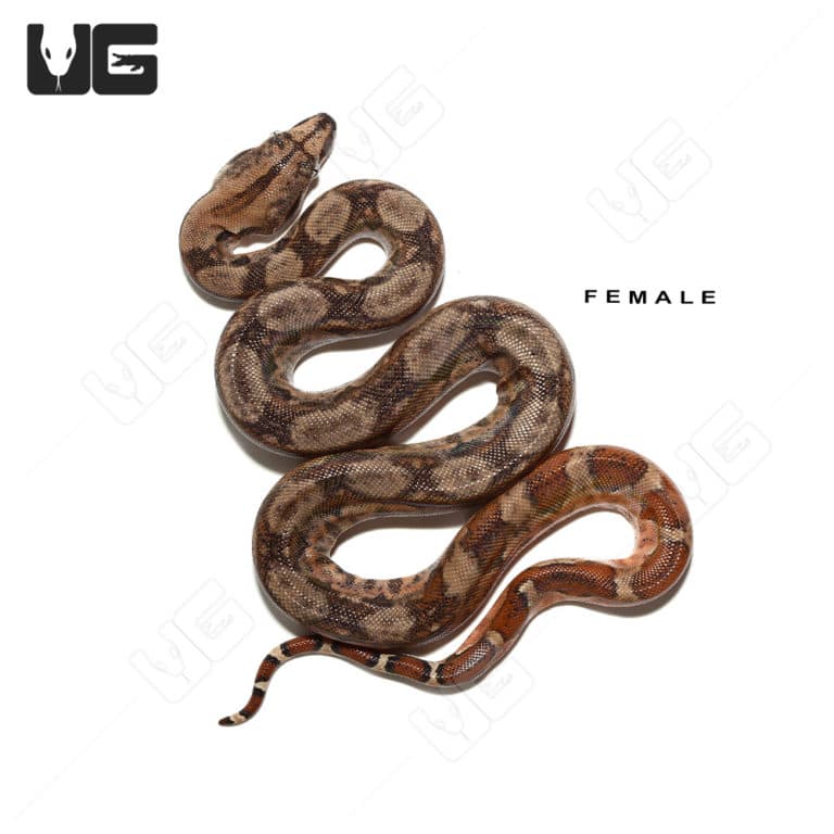 Baby Central American Boa For Sale - Underground Reptiles