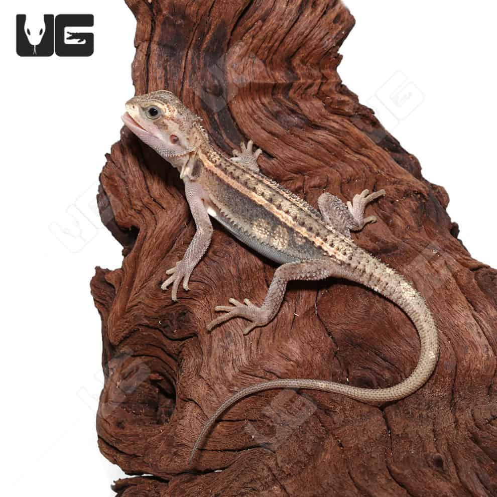 Juvenile Pied Genetic Stripe Translucent Bearded Dragon #7 (9-11 ...