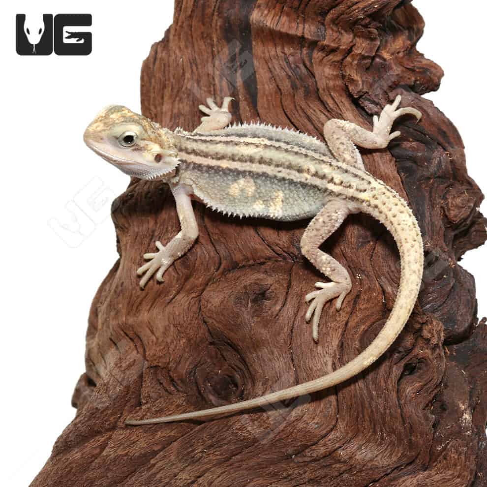 Baby Pied Genetic Stripe Translucent Bearded Dragon #8 - Underground ...