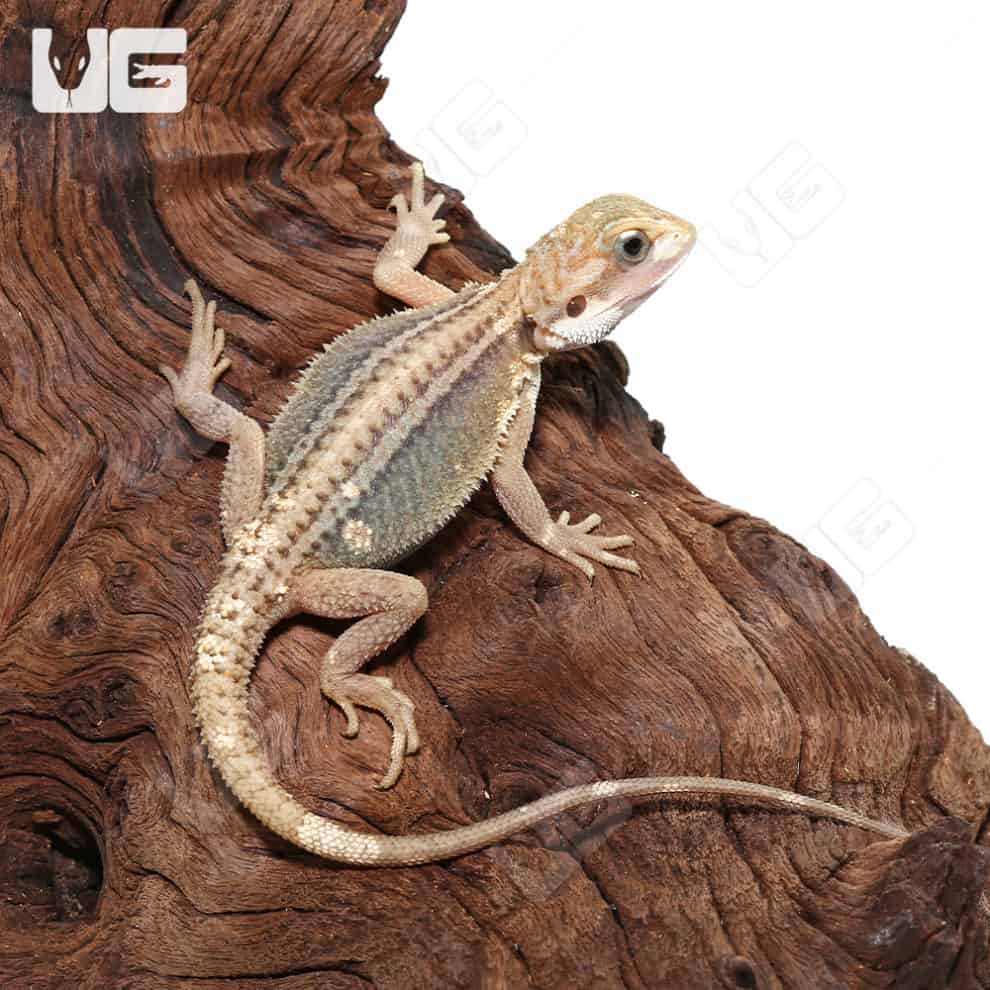Juvenile Pied Genetic Stripe Translucent Bearded Dragon #9 (9-11 ...