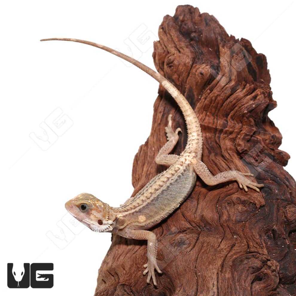 Juvenile Pied Genetic Stripe Translucent Bearded Dragon #9 (9-11 ...