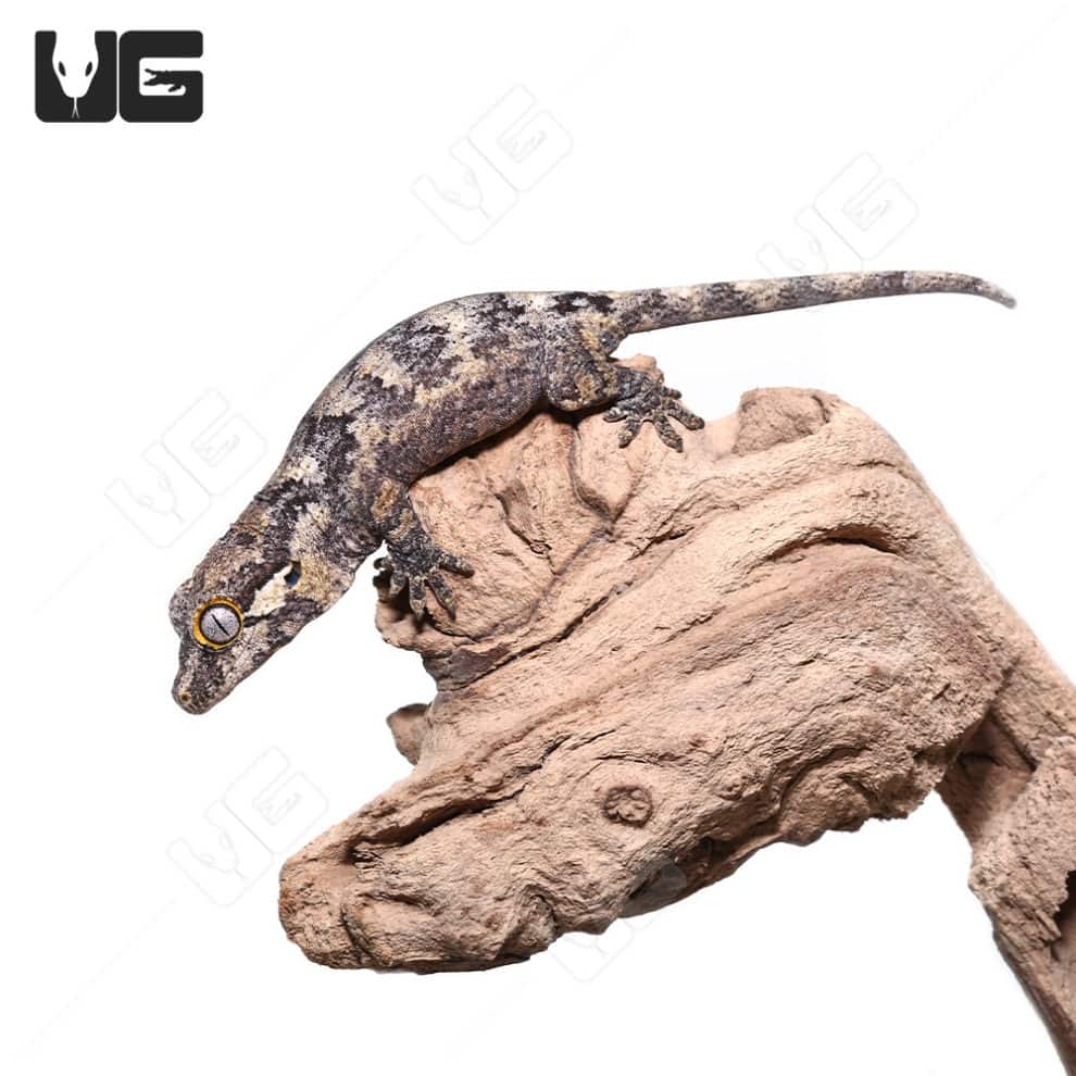 Baby Reticulated Gargoyle Geckos (Rhacodactylus auriculatus) For Sale ...