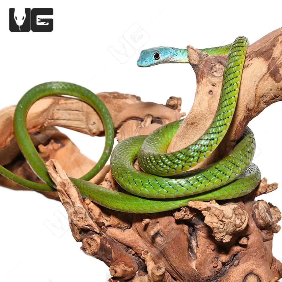 Green Bush Snakes For Sale - Underground Reptiles