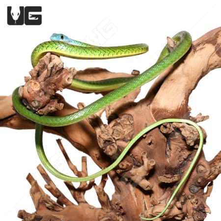 Green Bush Snakes For Sale - Underground Reptiles