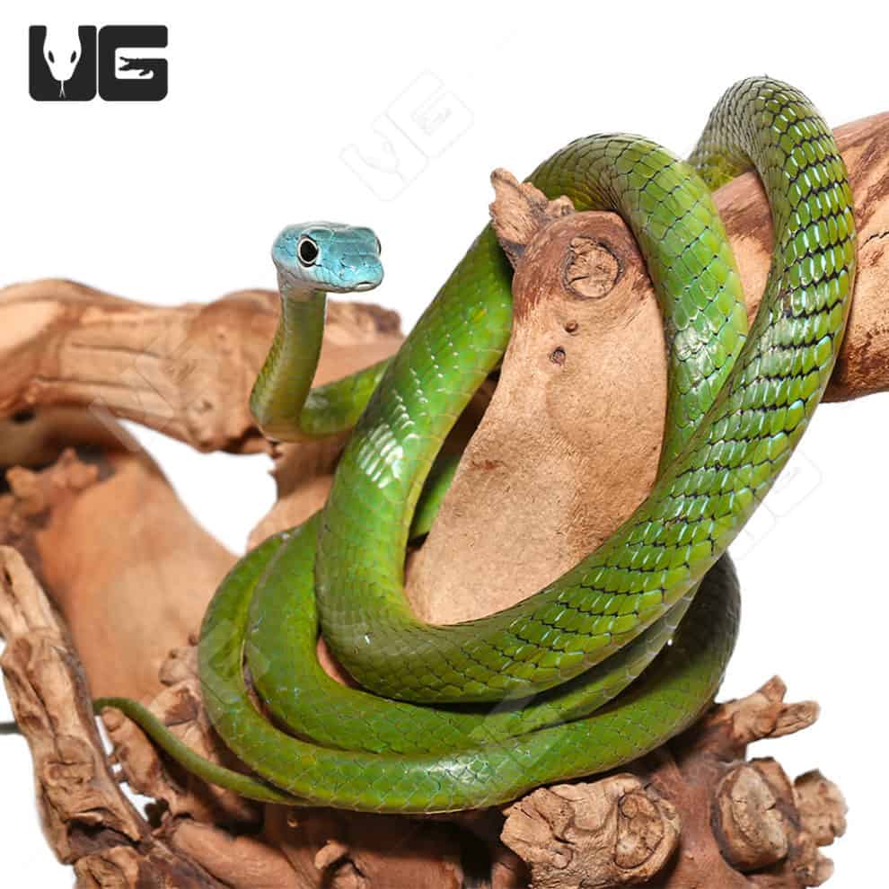 Green Bush Snakes For Sale - Underground Reptiles