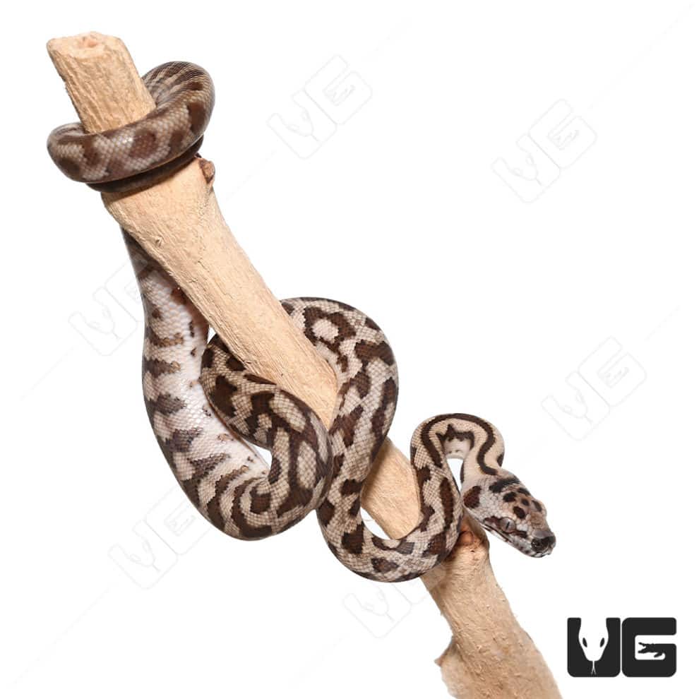 Baby Coastal Carpet Python - Underground Reptiles