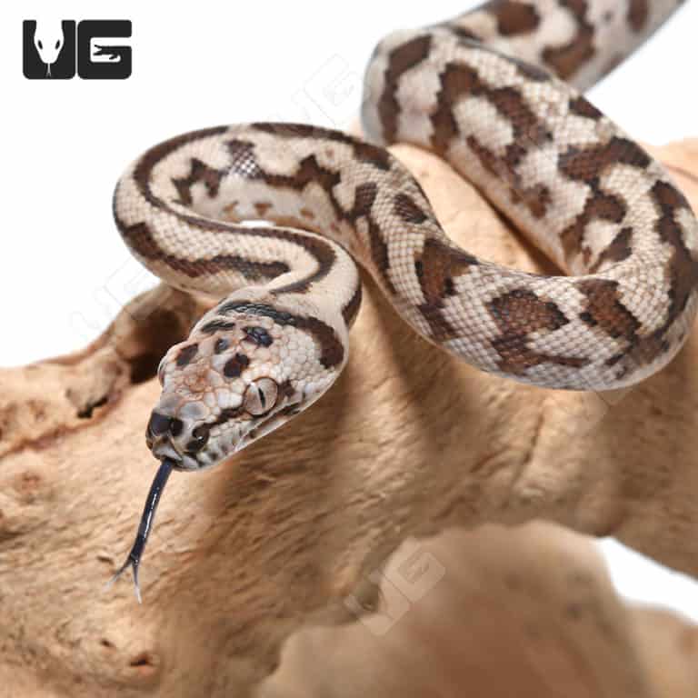 Baby Coastal Carpet Python - Underground Reptiles