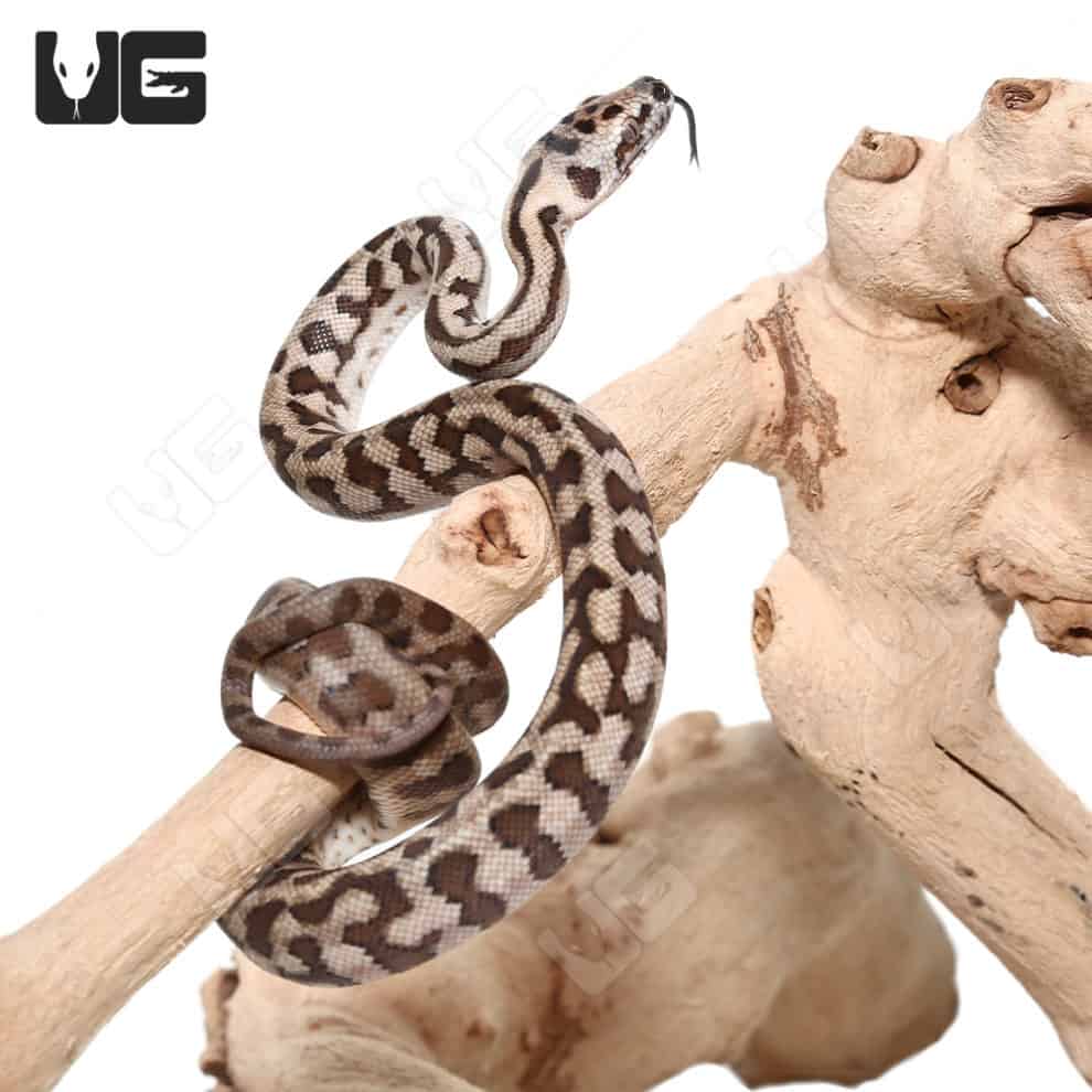 Baby Coastal Carpet Python - Underground Reptiles