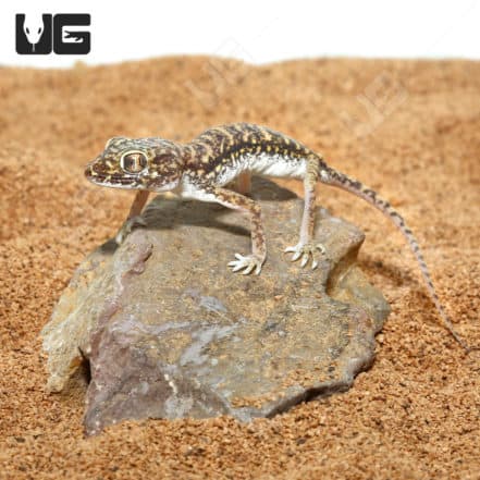 Egyptian Sand Geckos (Stenodactylus petrii) For Sale - Underground Reptiles